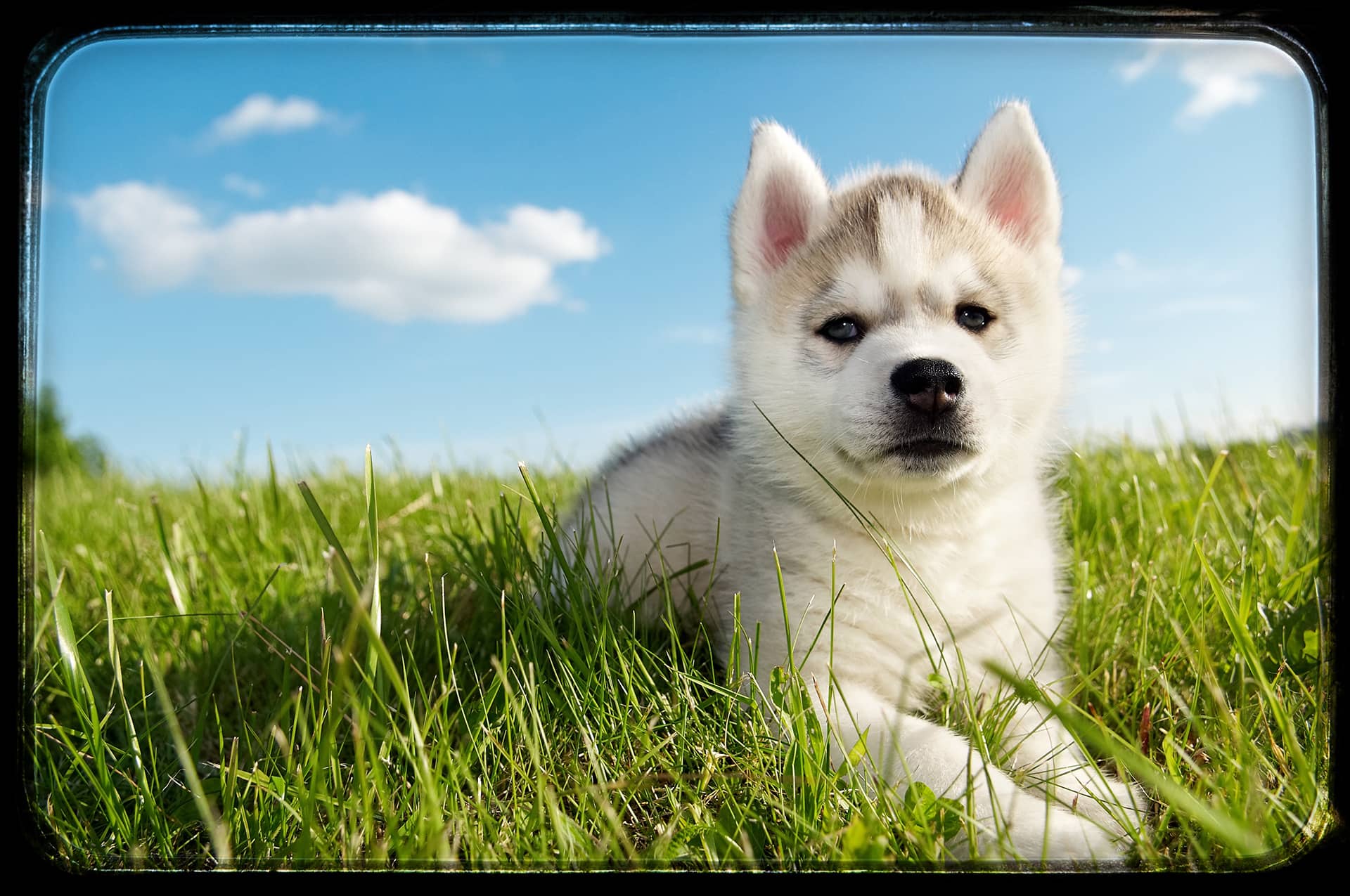 Midway Dog Academy | City Name | Dog Training Naperville